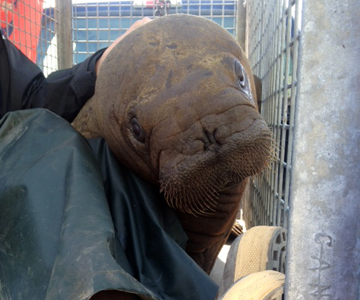 From Barrow to the Big Cities: The story behind two orphan walruses