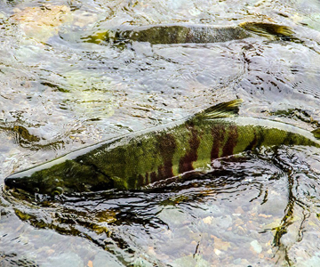 Salmon fill Auke Creek with shorter, earlier runs