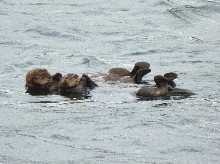 Otter bounty bill gets good, bad reviews