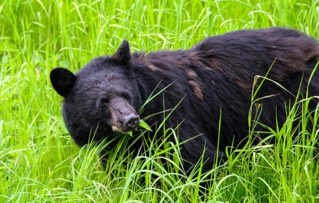 Sockeye run brings bears; Steep Creek trail closed