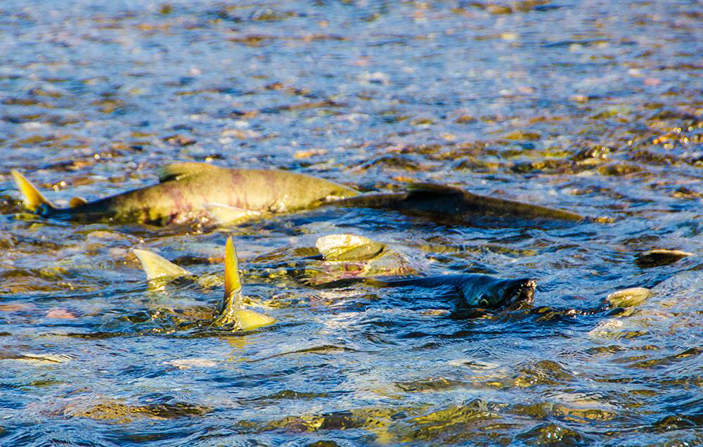 Climate change could affect Southeast salmon habitat