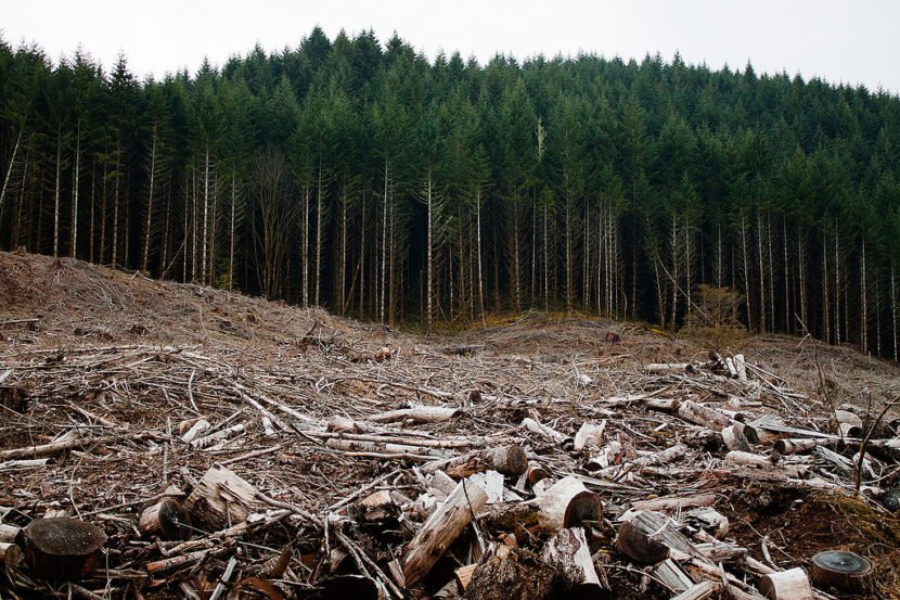 Study: Selective logging may help mitigate climate change