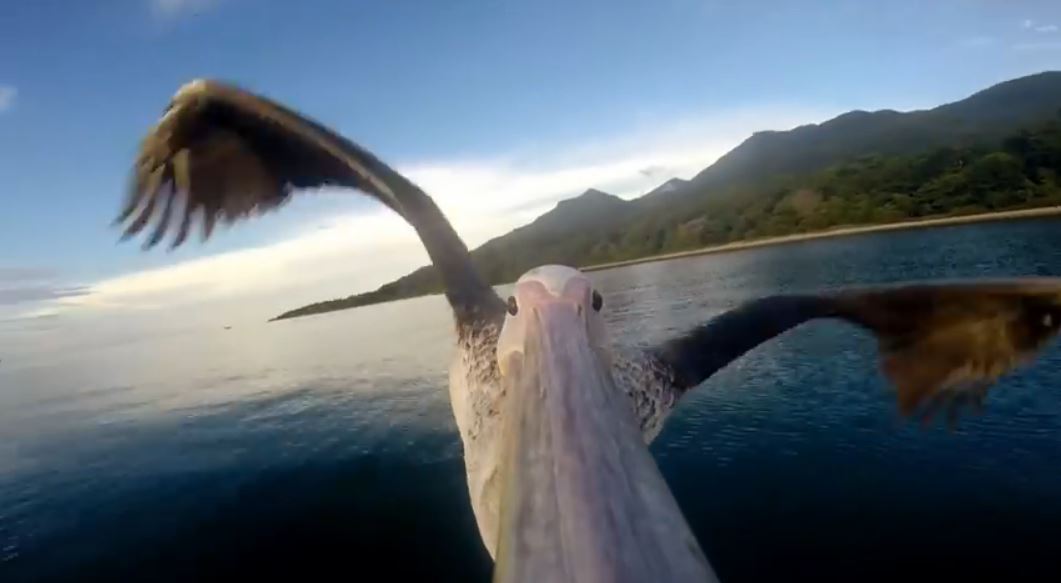 A Pelican Shows Us What It's Like To Fly