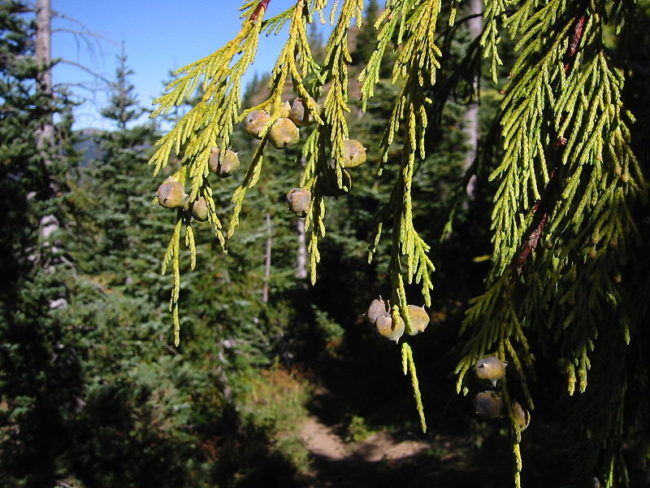 Conservation groups seek protection for yellow cedar trees