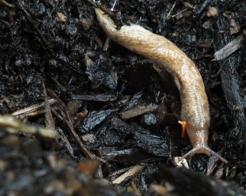 Gardentalk - Your best tools for this summer's slugs