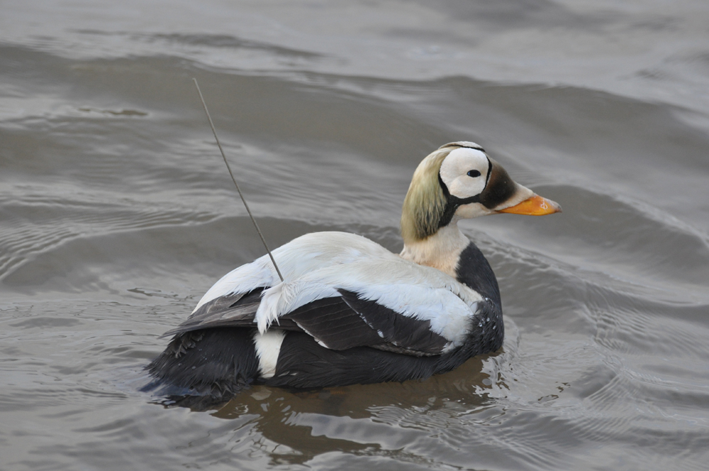 Rafts of birds overwintering in the Bering Sea