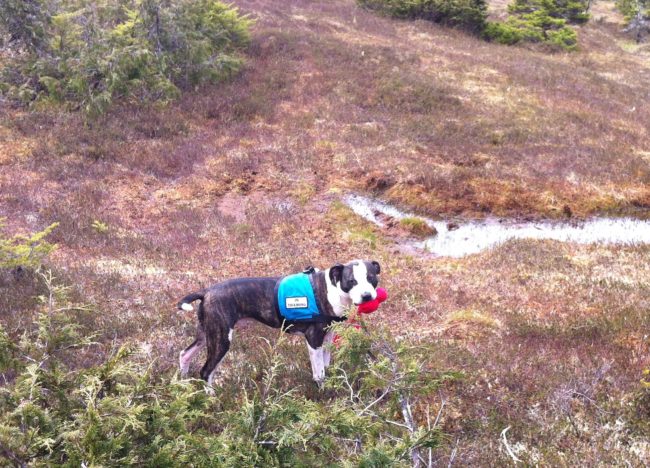 Ketchikan's newest search-and-rescue dog, Pace, is certified