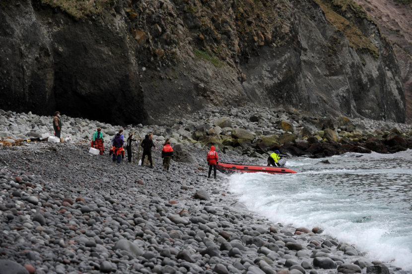 Buldir Island a ‘life changer’ for seabird researchers