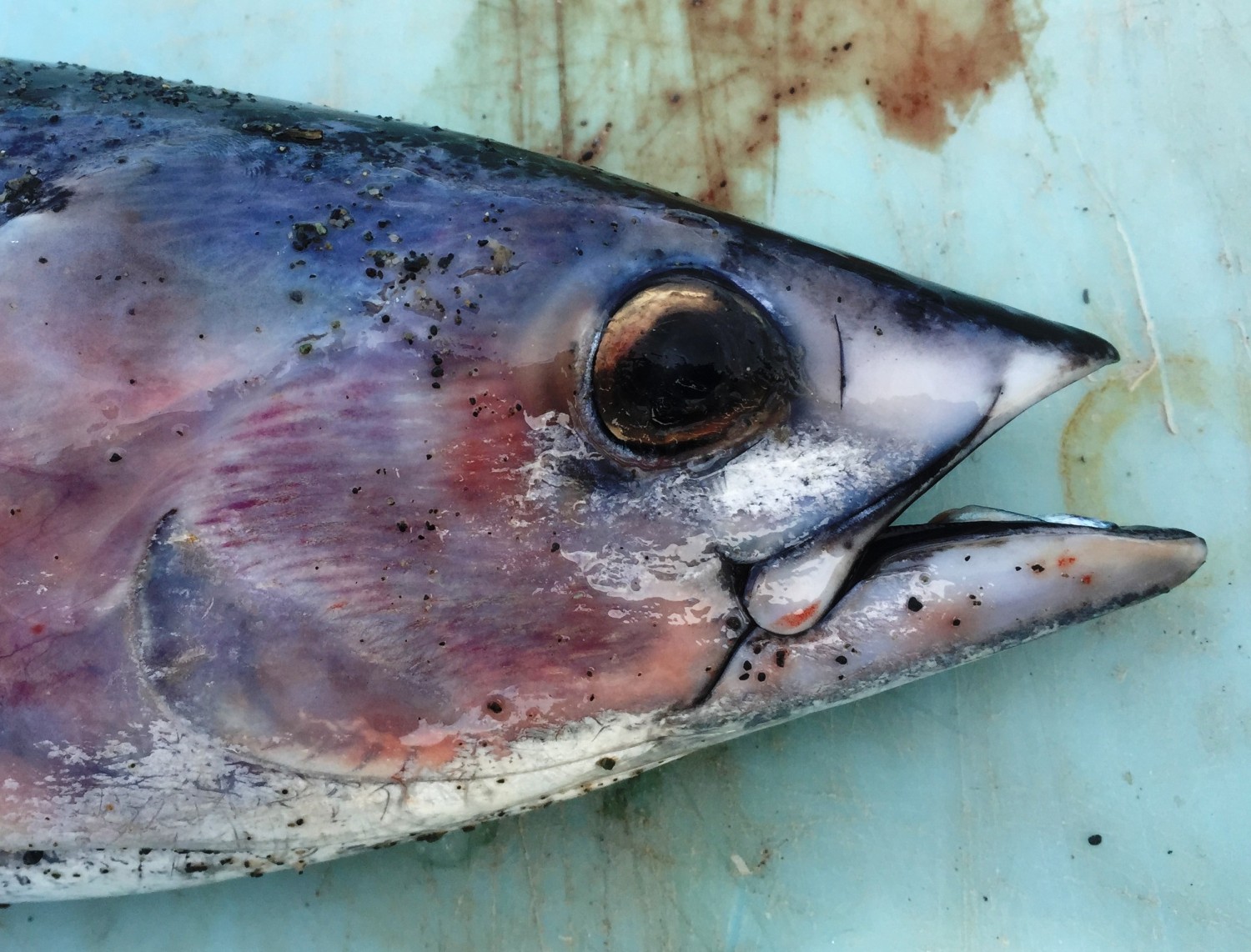 Hello, Charlie Tuna, meet Mr. Bear