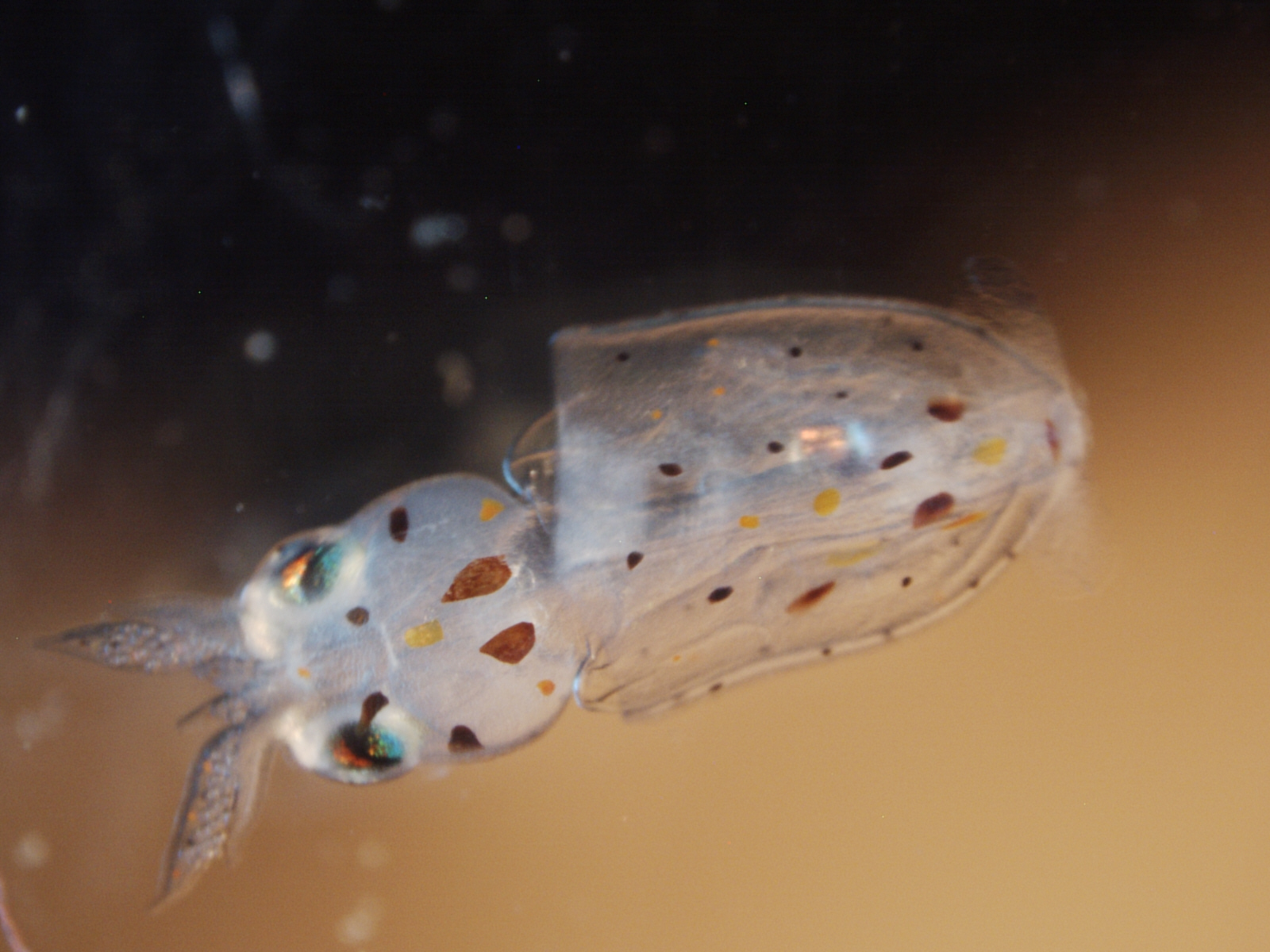 Could market squid become a new Southeast fishery?