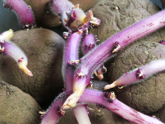 Gardentalk - Spacing sprouting spud seeds
