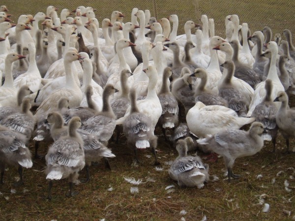 Snow geese numbers rise after protective actions