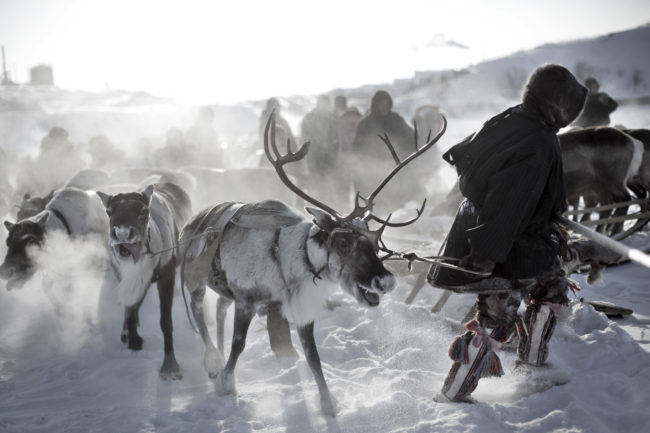 Killing Reindeer To Stop Anthrax Could Snuff Out A Nomadic Culture