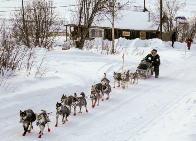 A mushing dog whodunit amid Iditarod doping scandal