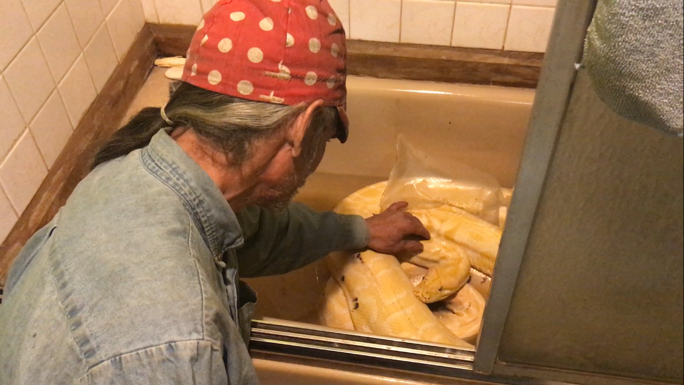 Snakewatch ends peacefully: 100-pound python back at home in Meadow Lakes