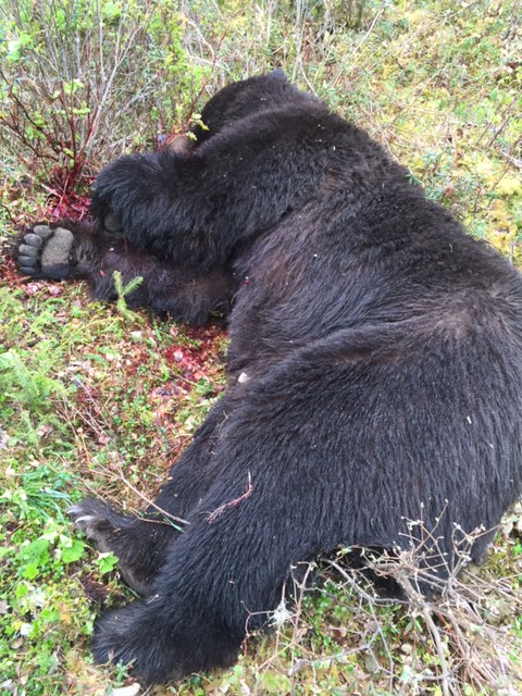 Brown bear shot on Douglas Island -- the first documented kill in decades