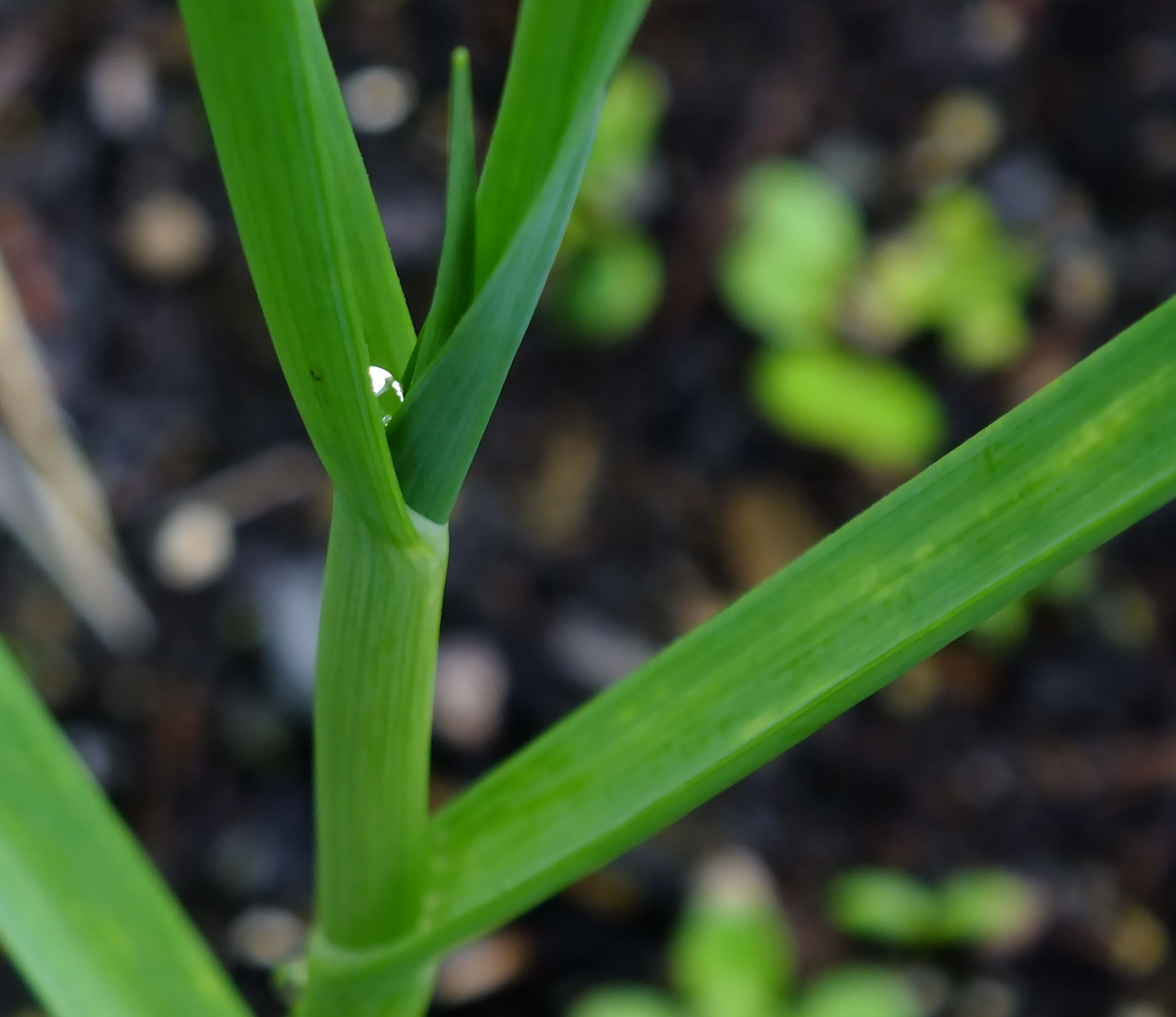 Gardentalk - Garlic scapes and cabbage root maggots