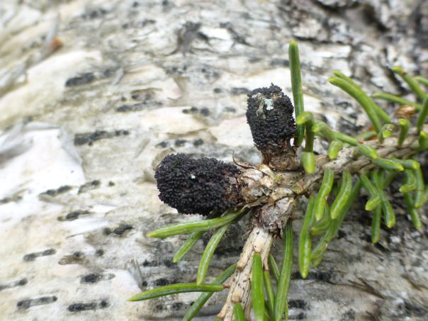 Newly found disease could threaten Southeast Alaska spruce