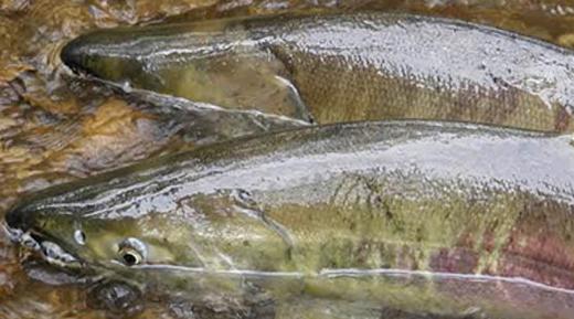 Recent Kuskokwim openings leave boats heavy with chum