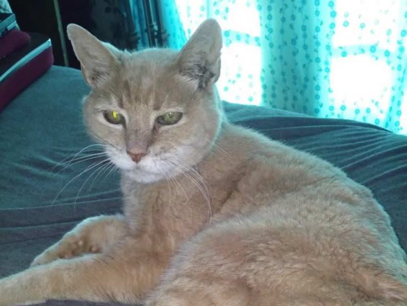 Talkeetna's feline ‘mayor’ Stubbs, passes away at 20
