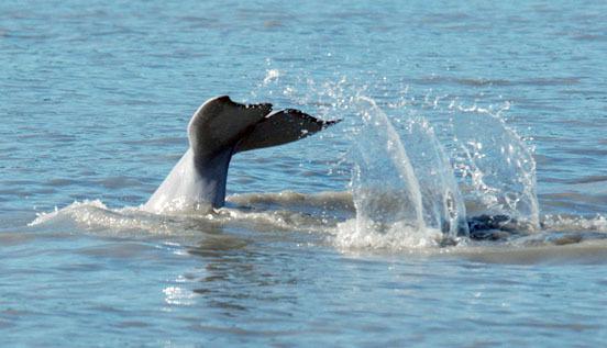 Fish and Game looks deeper into declining Cook Inlet belugas
