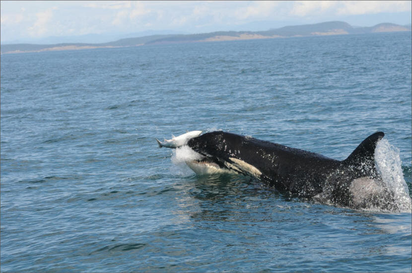 Not too late to save critically endangered orcas say state leaders and feds