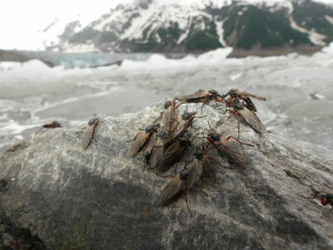 Petersburg sees brief influx of March flies in May