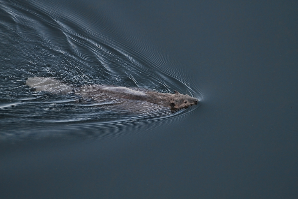 Beavers are moving into the Arctic -- you can see it from space