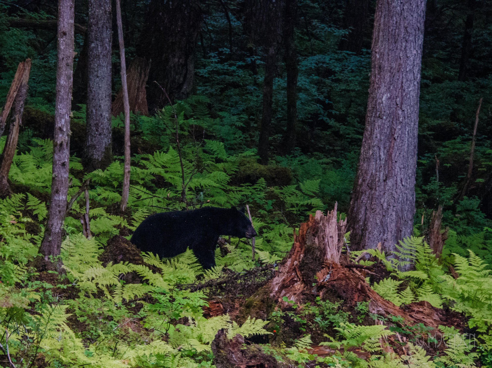 Arboretum closed due to black bear activity
