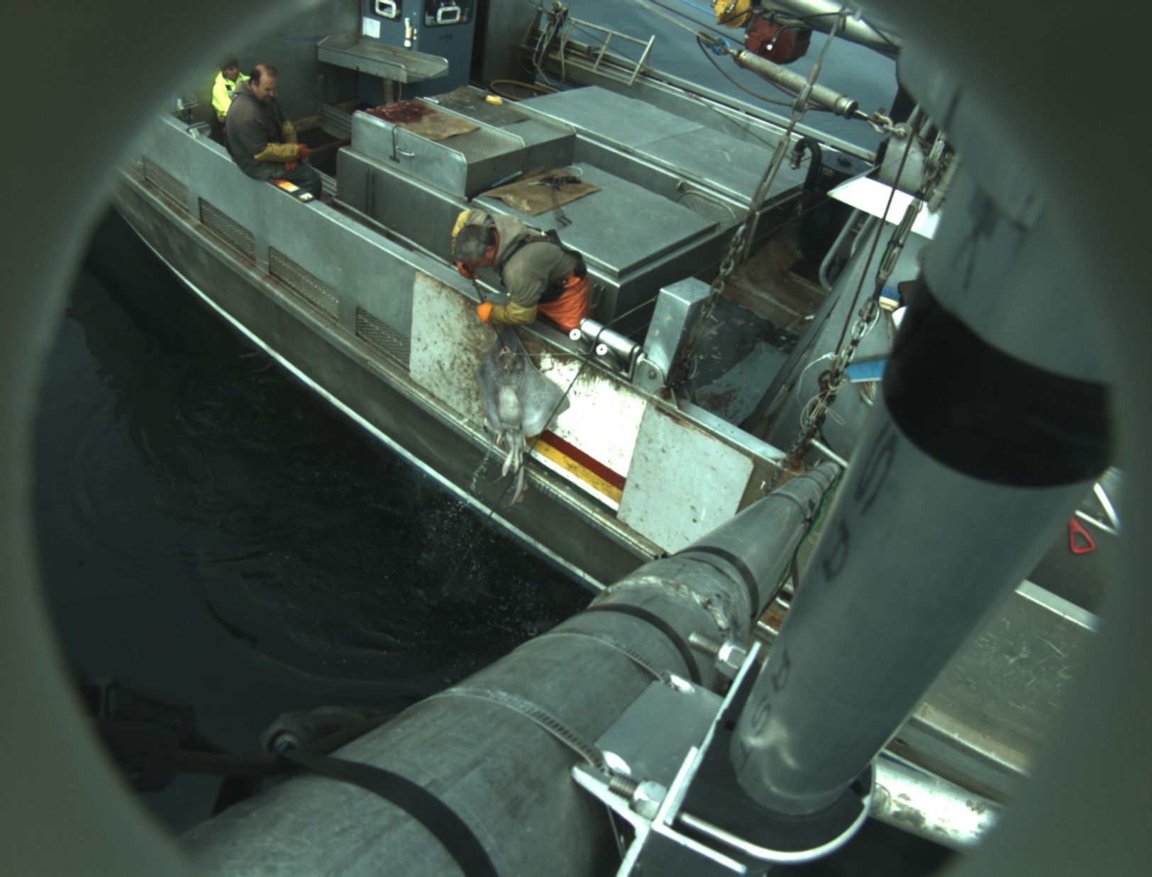 Cameras could replace onboard human observers for some fishing boats