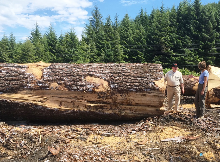 Tongass old growth timber sale gets go-ahead despite habitat concerns