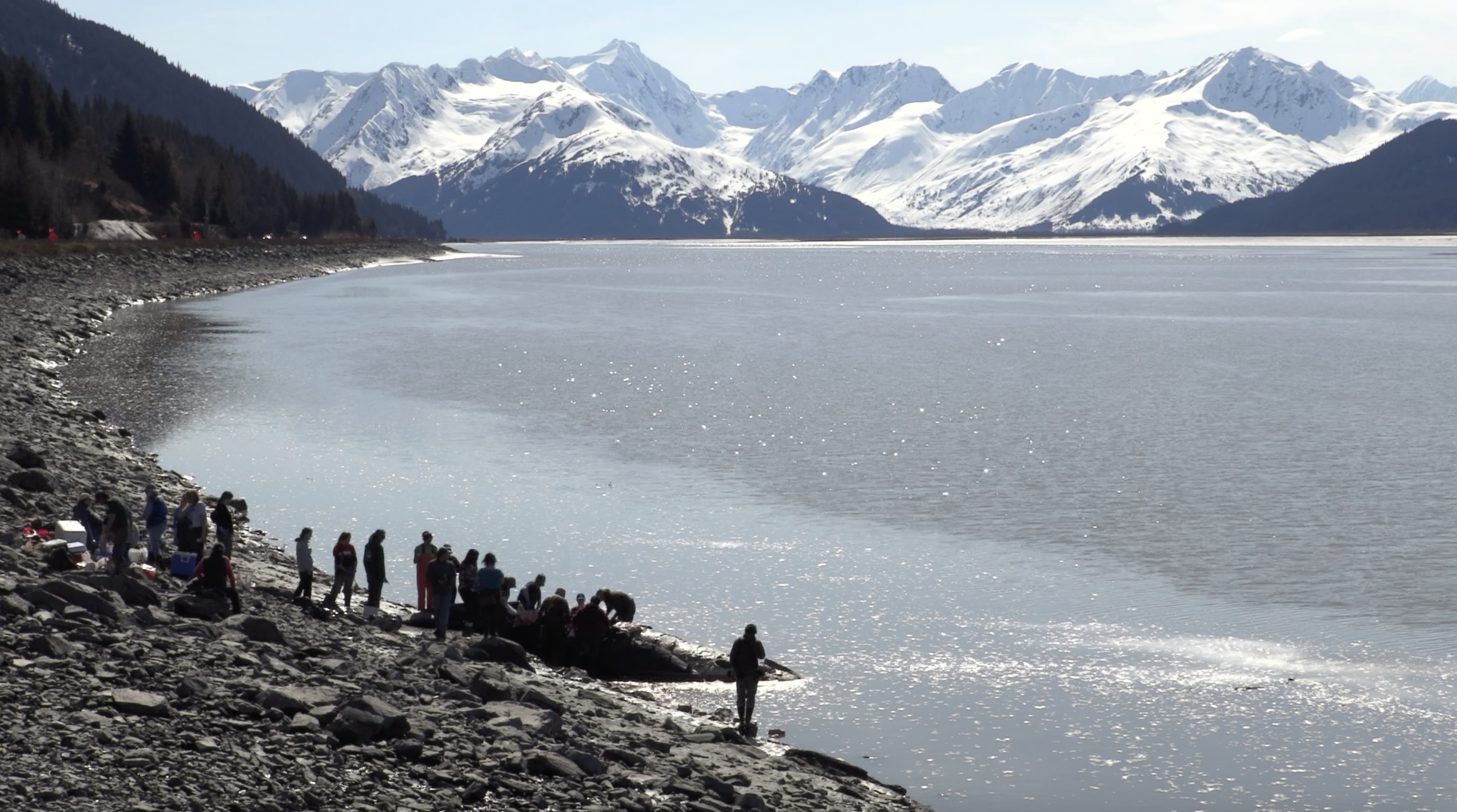 In death, beached Turnagain Arm humpback offers research samples, clues ...
