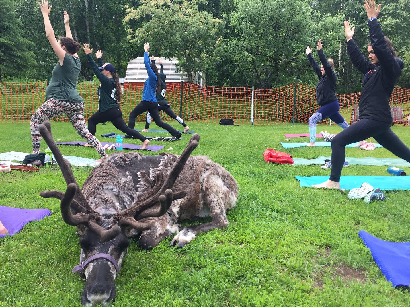 Goat yoga? In Fairbanks, there's a new animal to flow with: Reindeer.