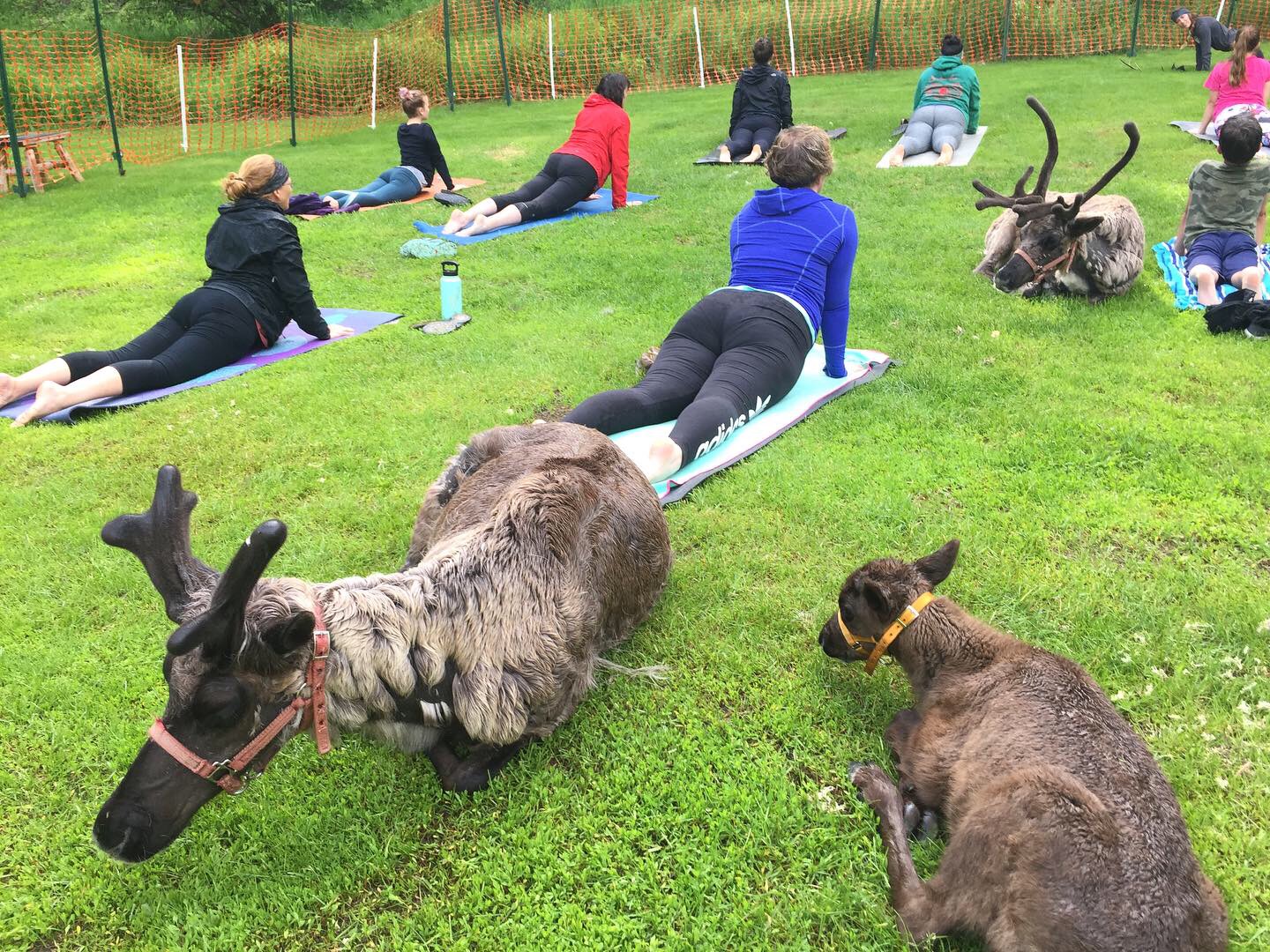 Goat yoga? In Fairbanks, there's a new animal to flow with: Reindeer.