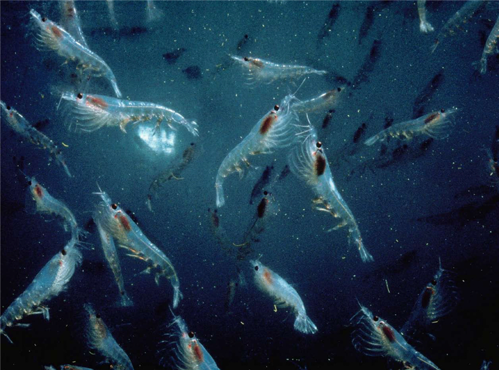 Add krill and mussels to the list of unusual marine deaths in Alaska