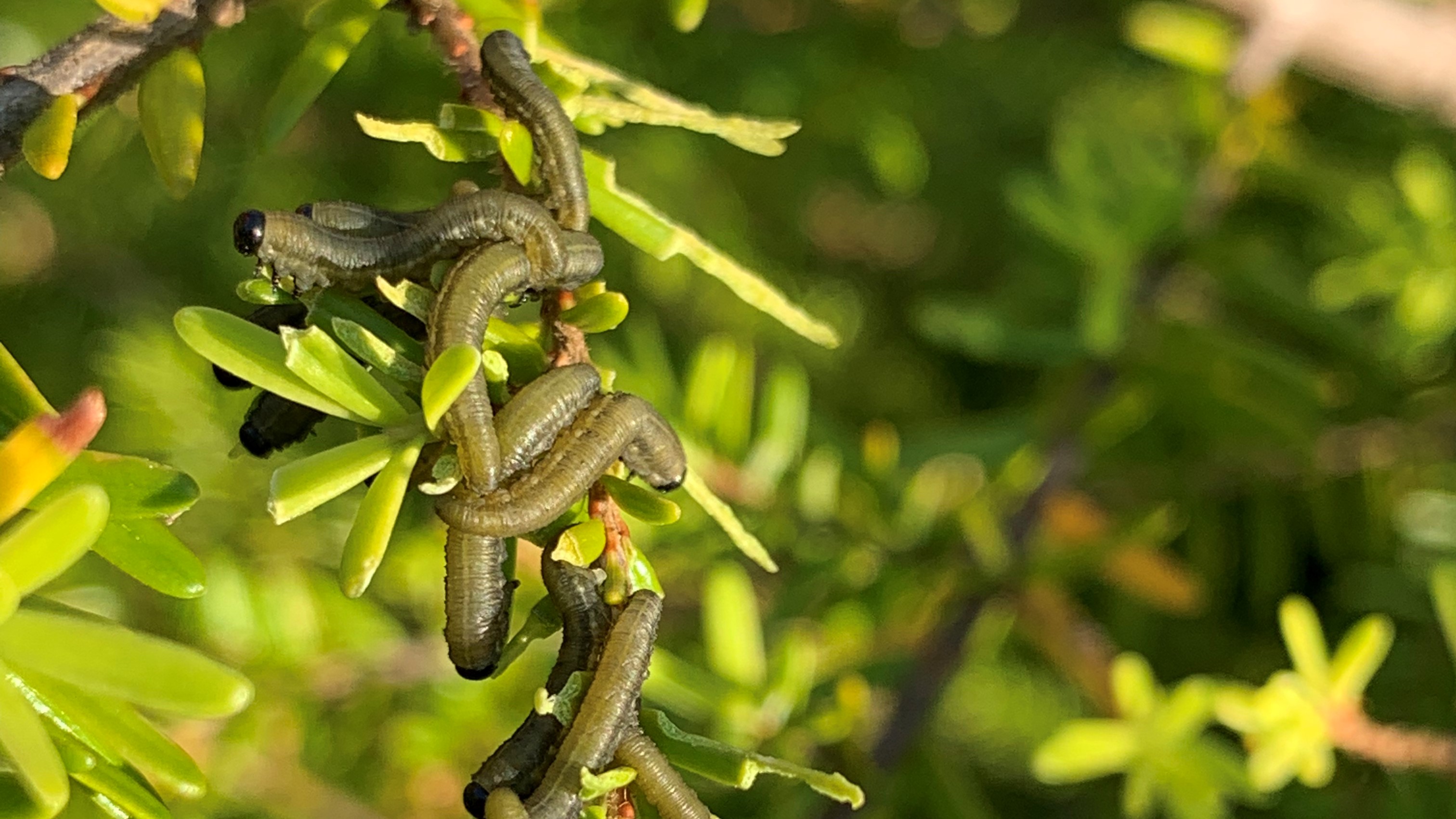 A tiny insect is causing major tree damage in Southeast Alaska ...