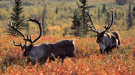 Western Arctic caribou populations stable, though officials worry about ...