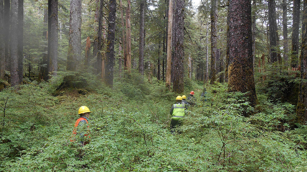 Social distancing at a logging camp? An Alaska operator wants more ...