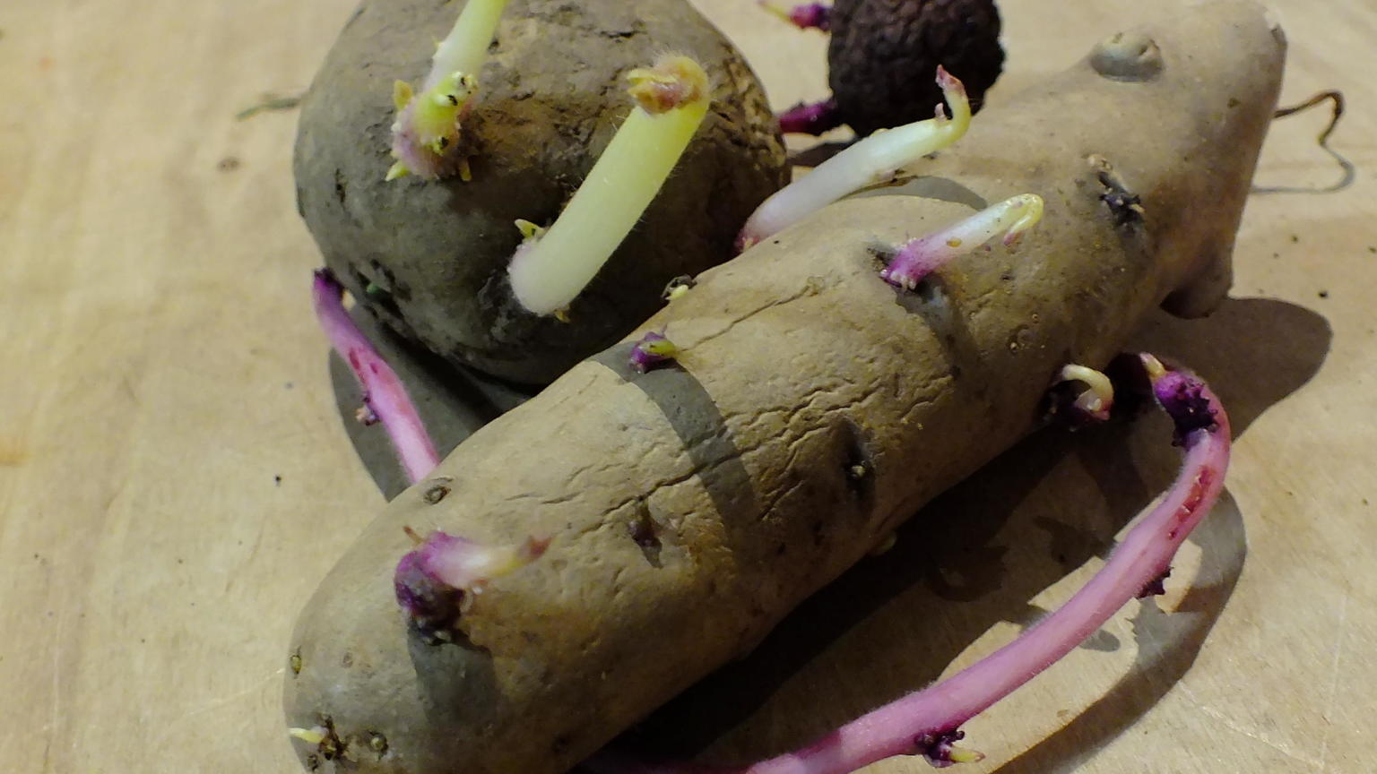 Gardentalk - How to plant your own pandemic potato plot