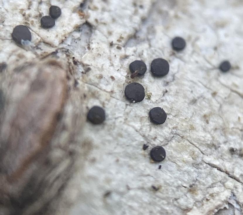 Meet Lecidea Streveleri: One of the lichens discovered in a "global ...