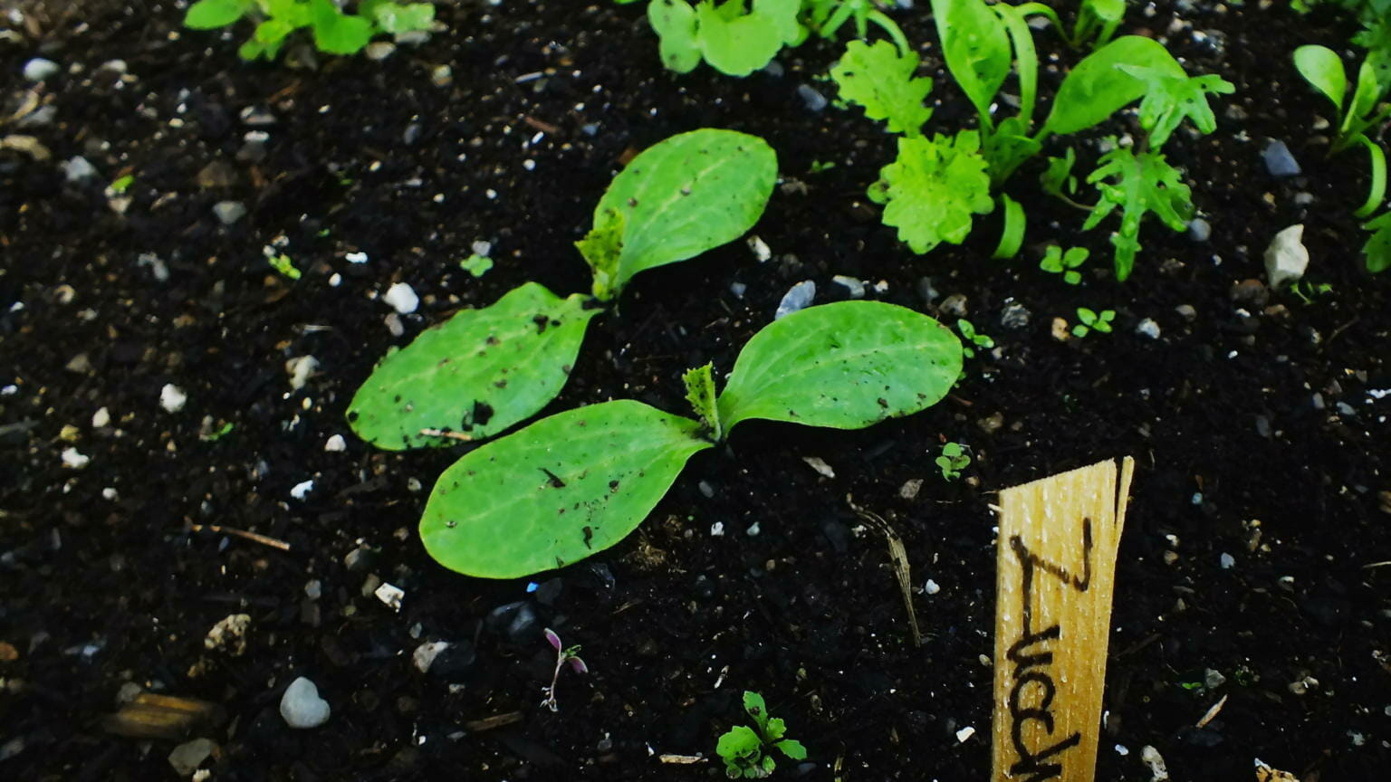 Gardentalk - Your best defense for currant worms and rhododendron root ...