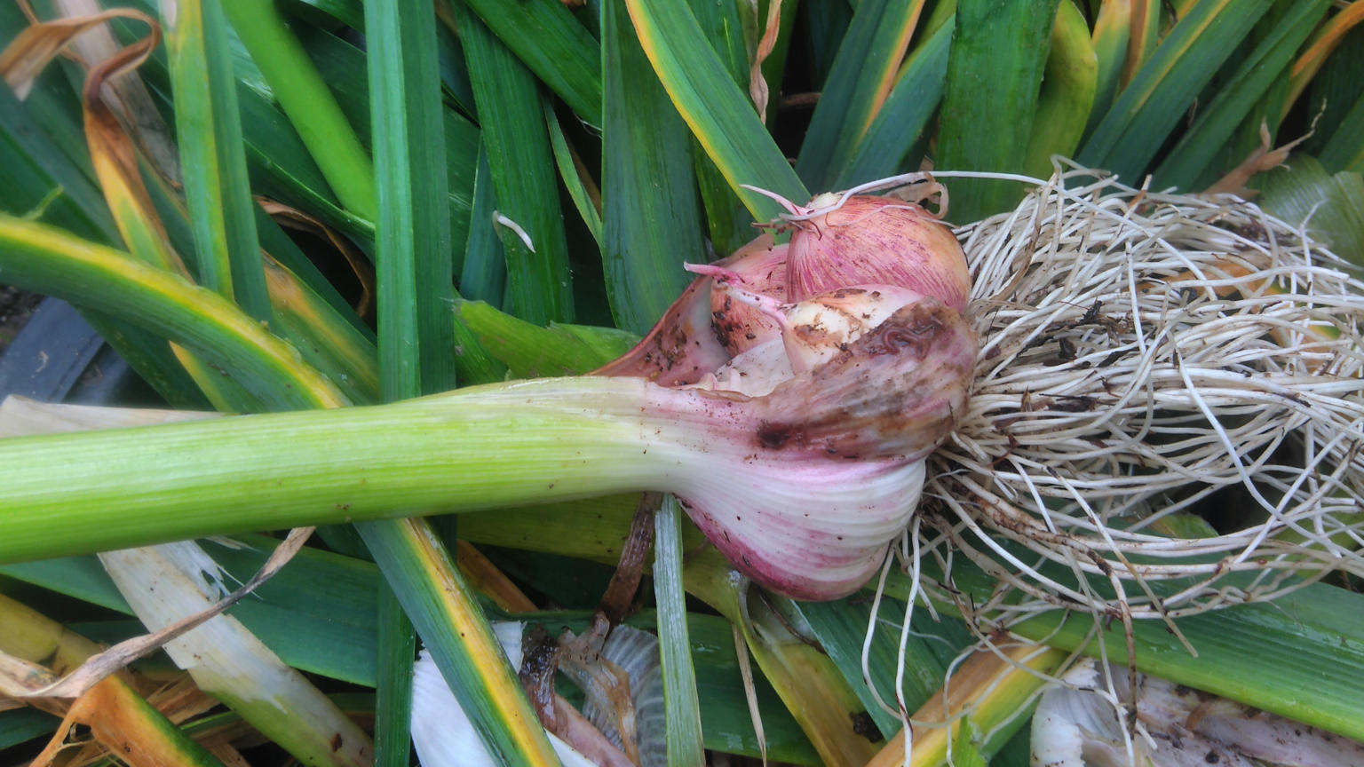 Gardentalk - Time to harvest garlic, but watch out for mold