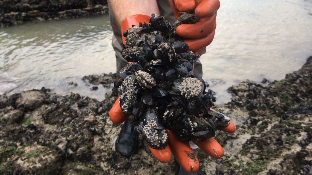‘One mussel could kill someone’: officials warn of extremely high ...