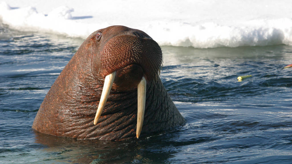 As walruses haul out near Point Lay, locals ask visitors to leave them ...