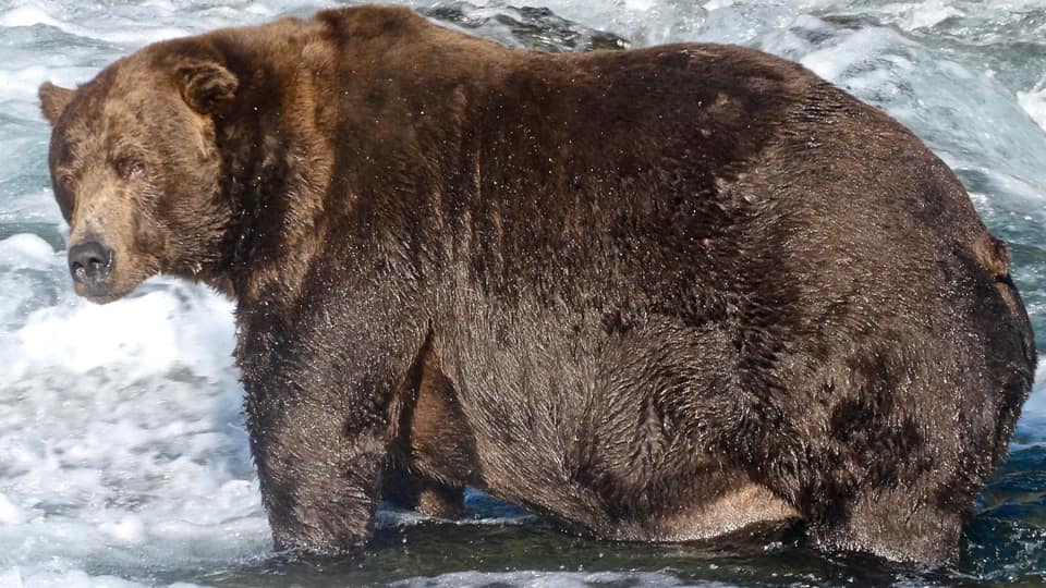 747 wins heavyweight title in Katmai's annual Fat Bear Week