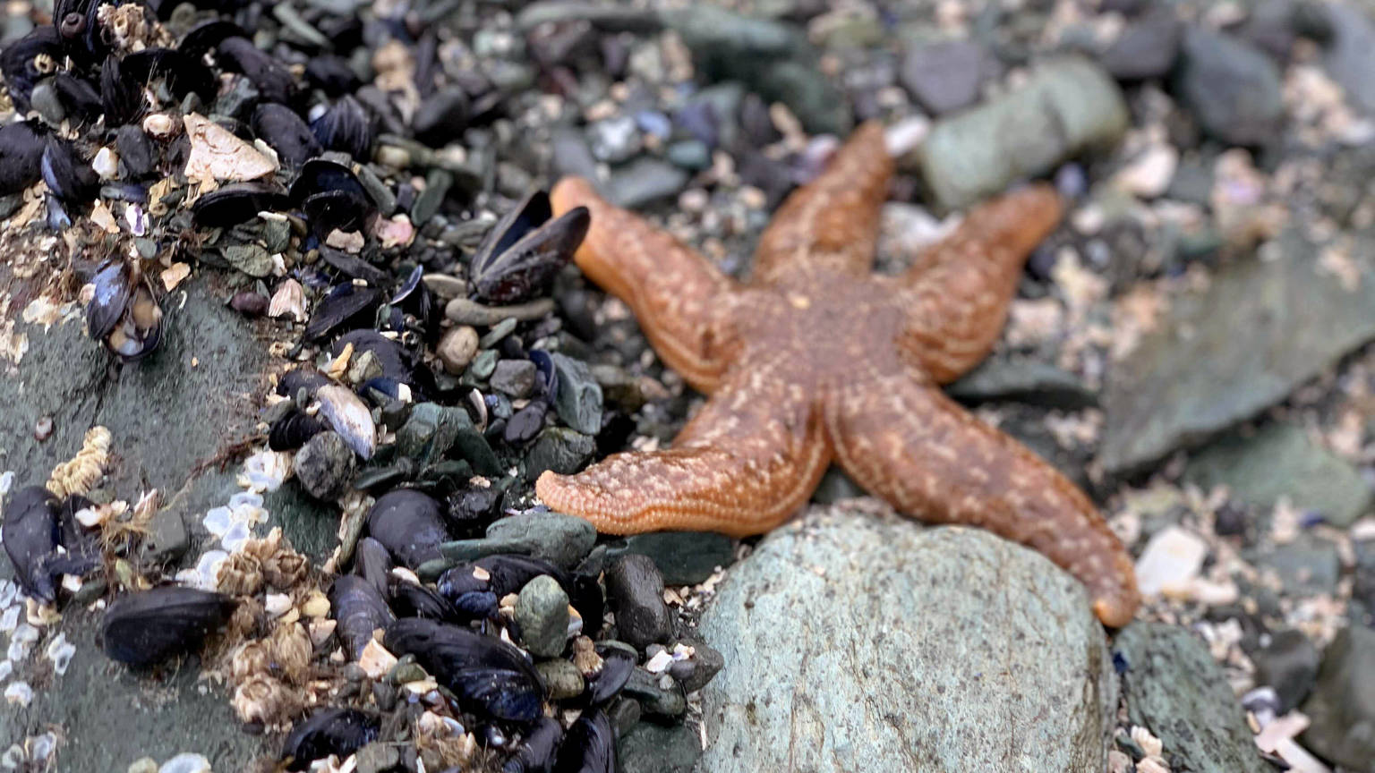Researchers warn of elevated toxins in shellfish from several Gulf of ...