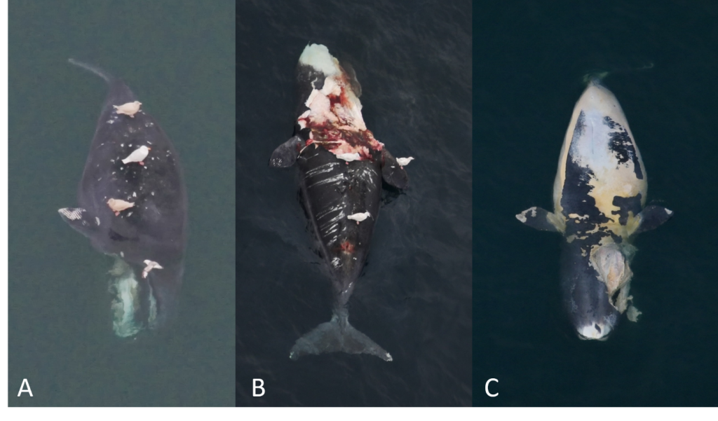 Without ice, killer whales are preying on bowheads in Alaska’s northern ...