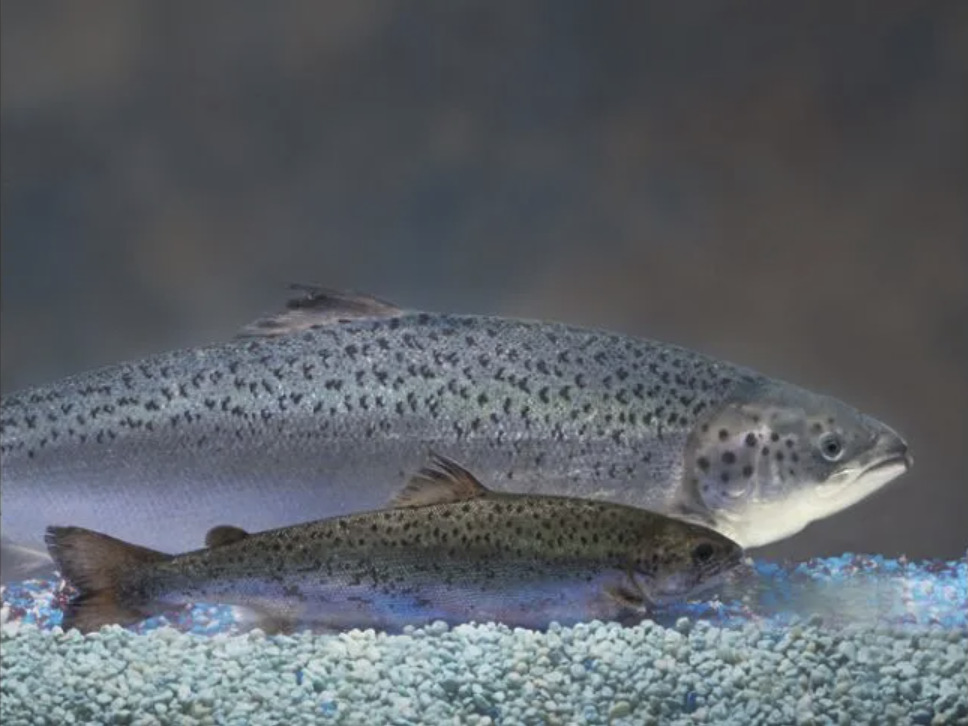 Bioengineered salmon available for the the first time in US