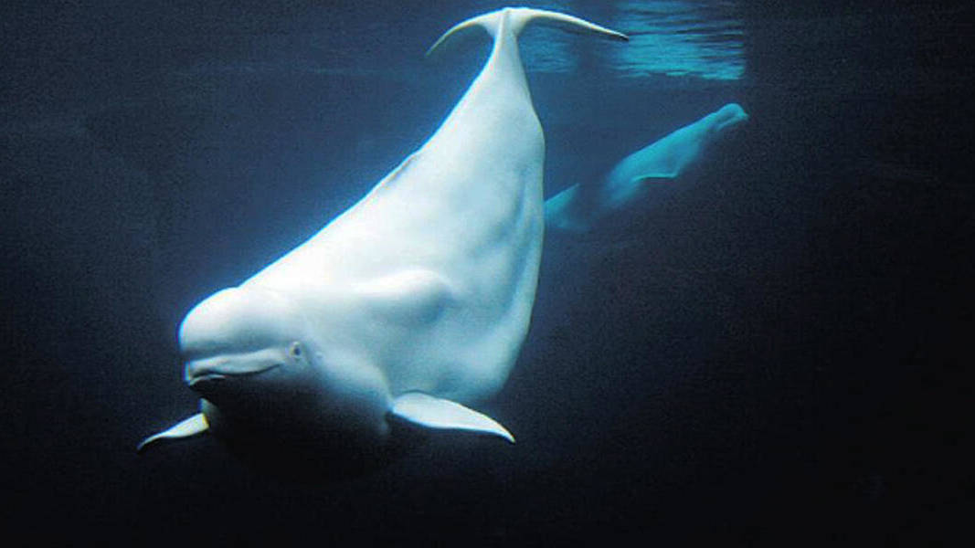 Environmental groups say Pebble could threaten the endangered Cook ...