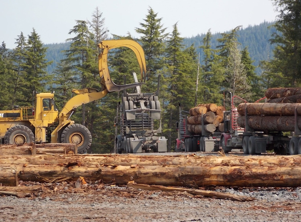 US Forest Service mismanaged Tongass timber sales, report says